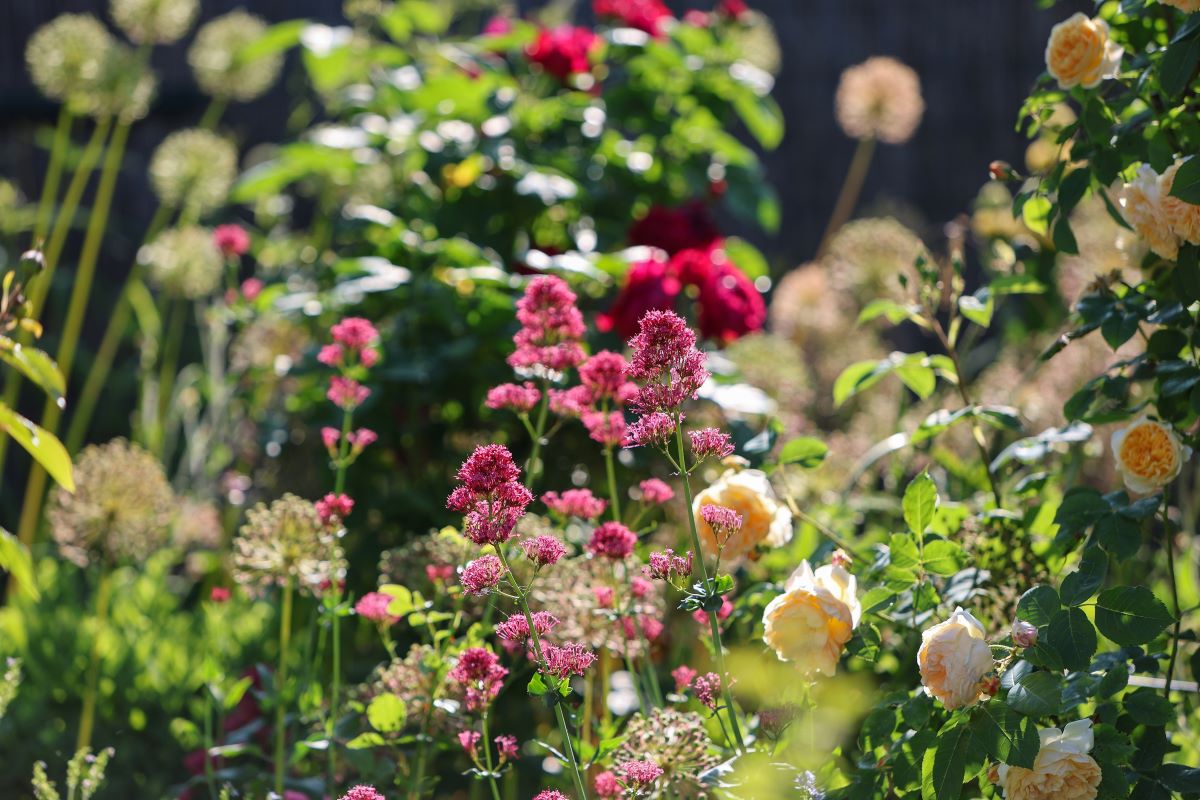 These are the best summer flowers to plant in your garden